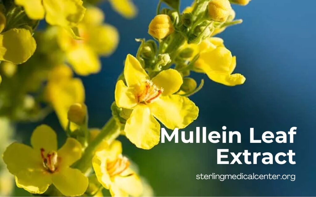 Mullein Leaf Extract: A Medical Guide to Its Uses and Potential Health ...